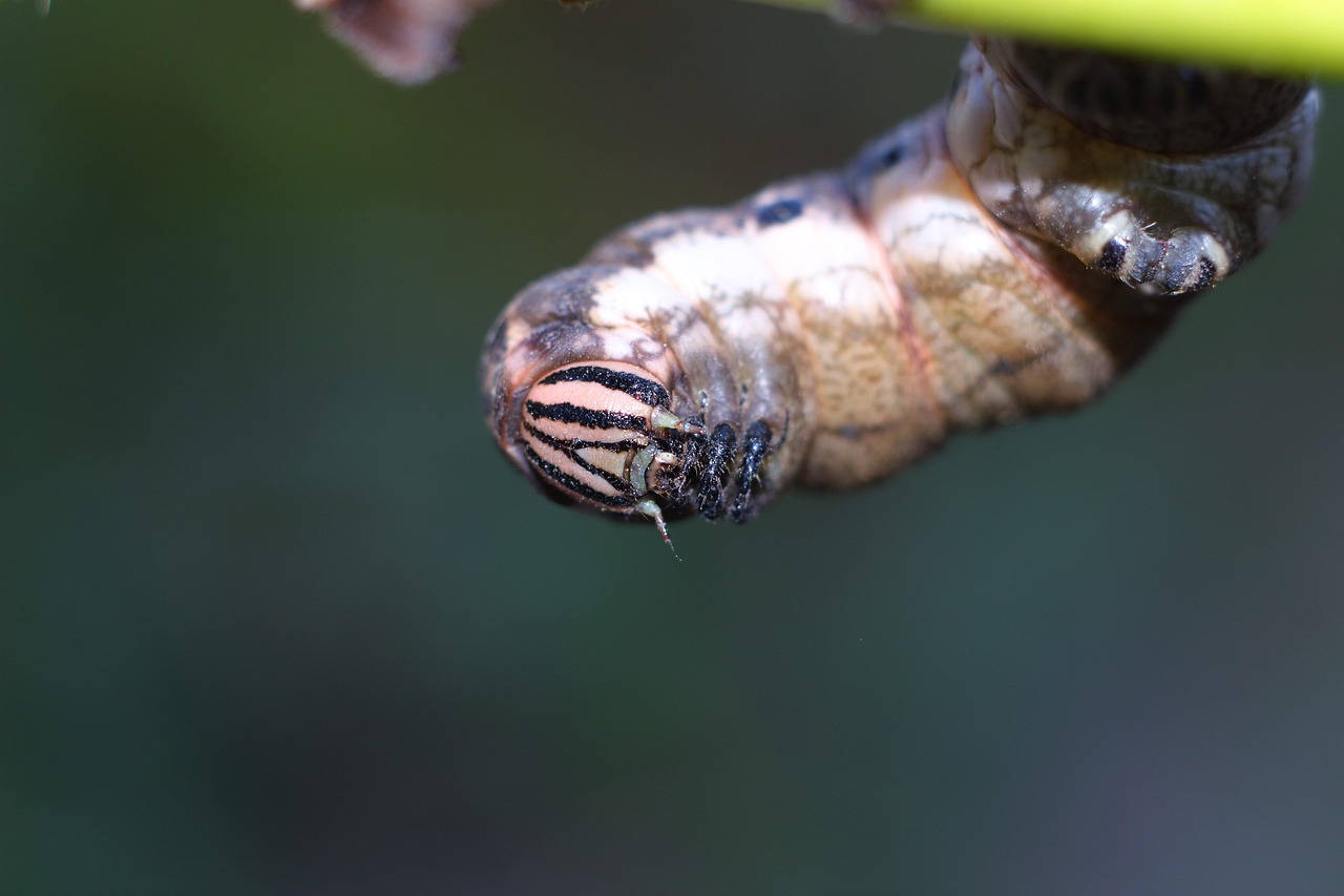 Caterpillar Nature Animals - Free photo on Pixabay - Pixabay