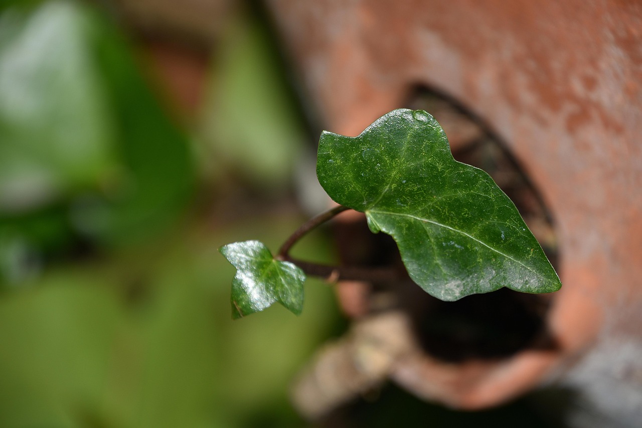 Folha Plantar Natureza Meio - Foto gratuita no Pixabay - Pixabay