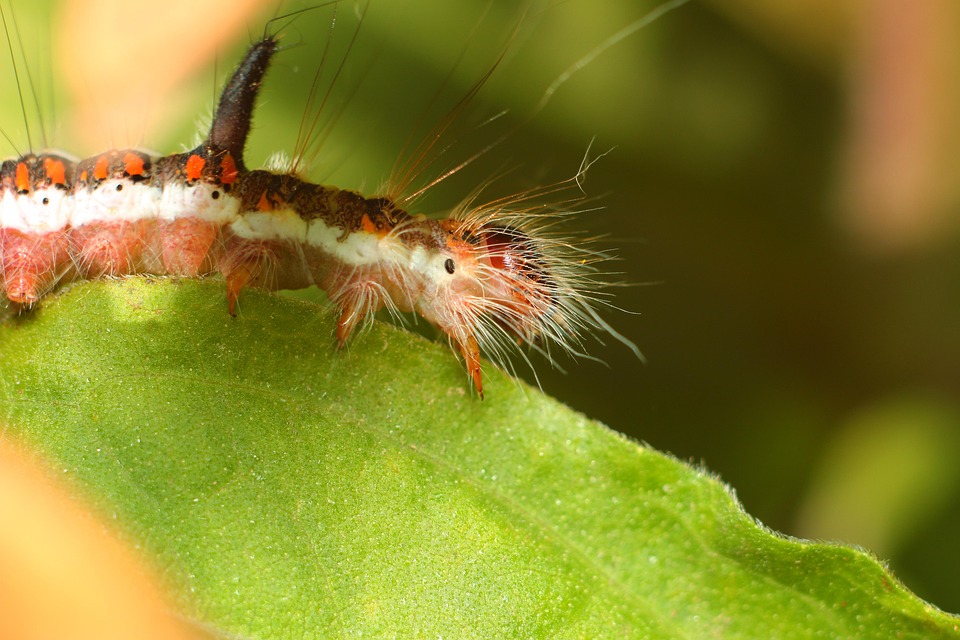 Caterpillar Insect Larva - Free photo on Pixabay - Pixabay
