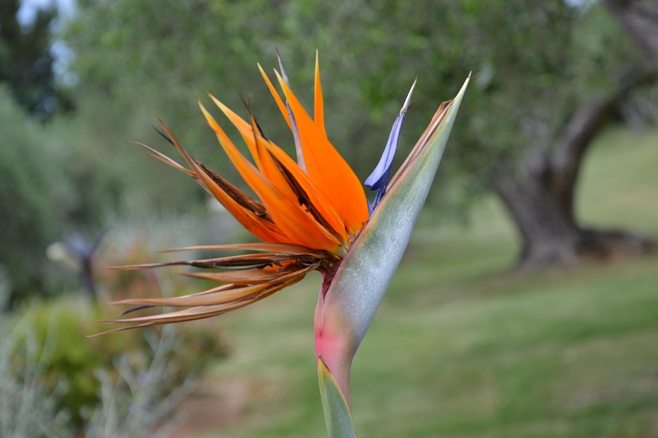 Nature Outdoors Plant - Free photo on Pixabay