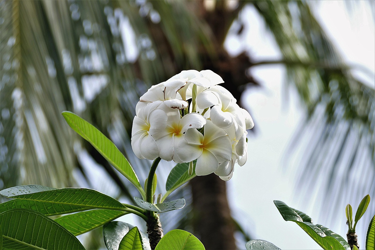 Fragipani Flower Blossom - Free photo on Pixabay - Pixabay