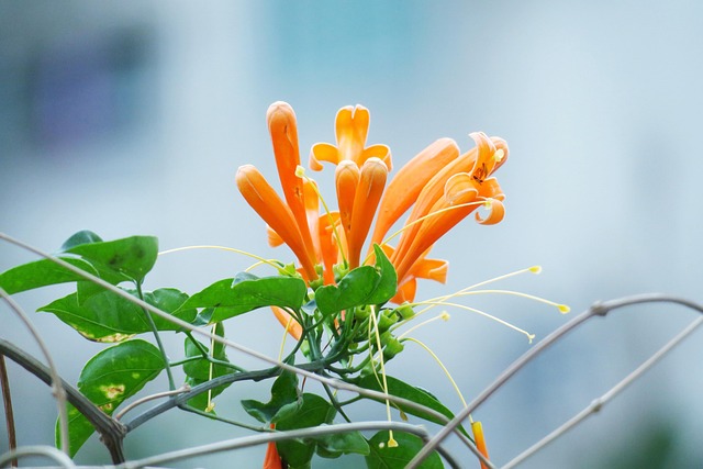 Firecracker Flower Nature Plant - Free photo on Pixabay - Pixabay