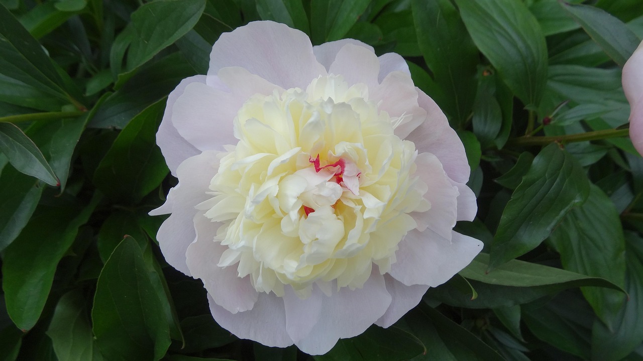 Pivoine Plante La Nature - Photo gratuite sur Pixabay - Pixabay