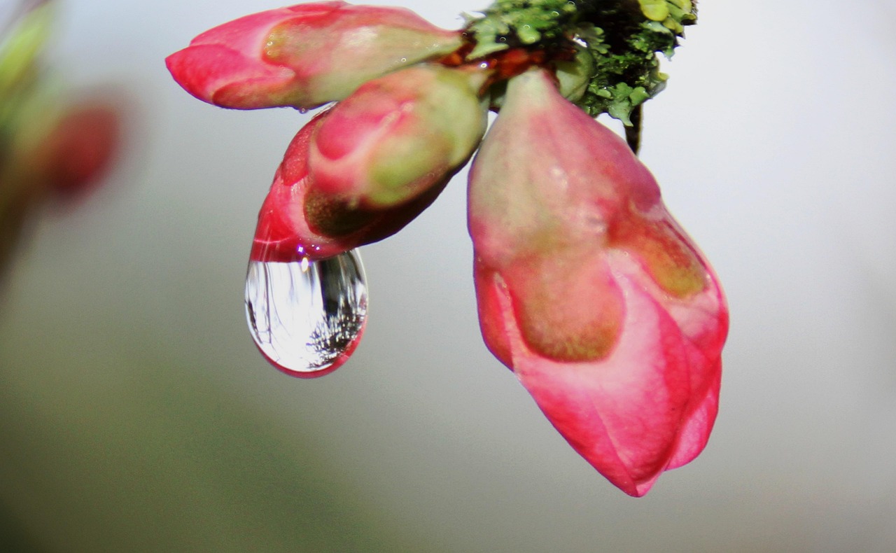 Gota De Agua Flor Rosa Naturaleza - Foto gratis en Pixabay
