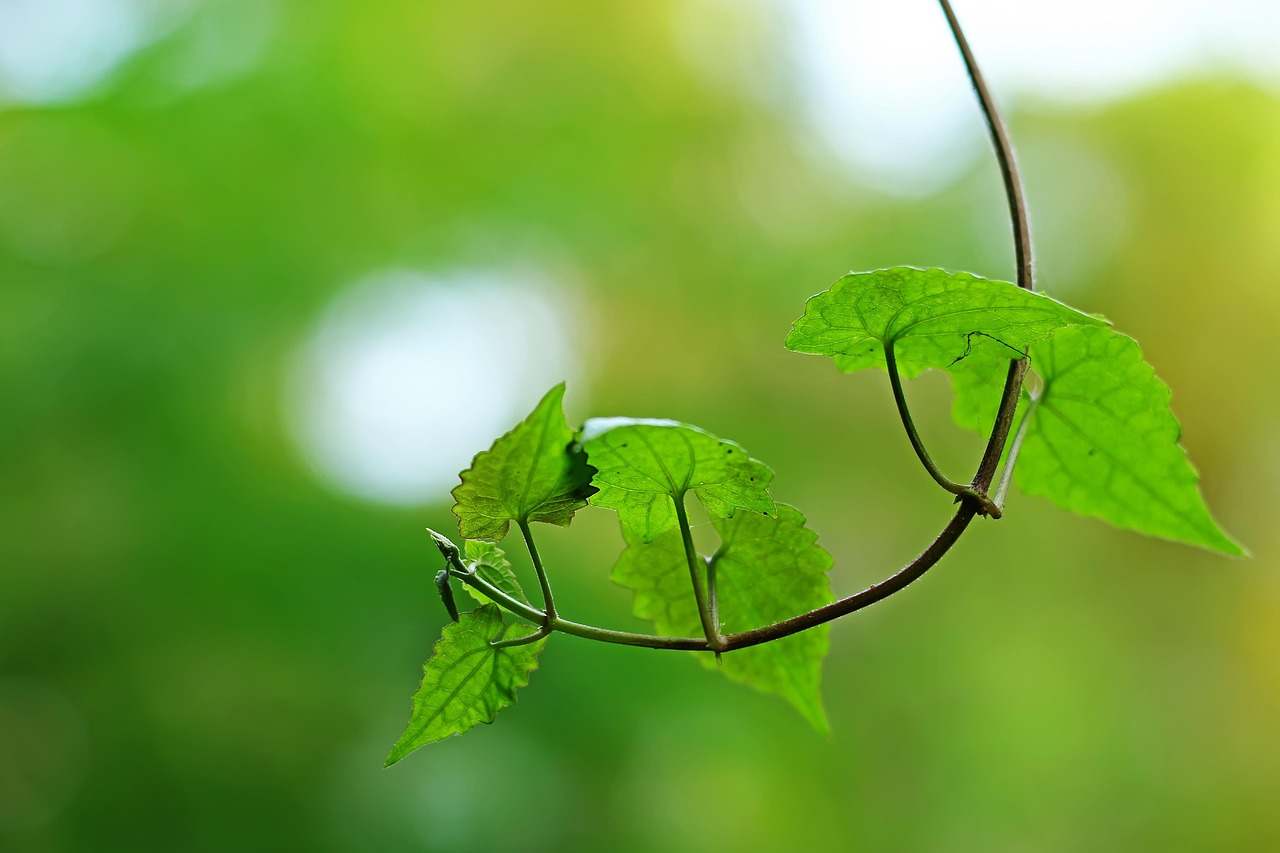 Leaf Nature Flora - Free photo on Pixabay