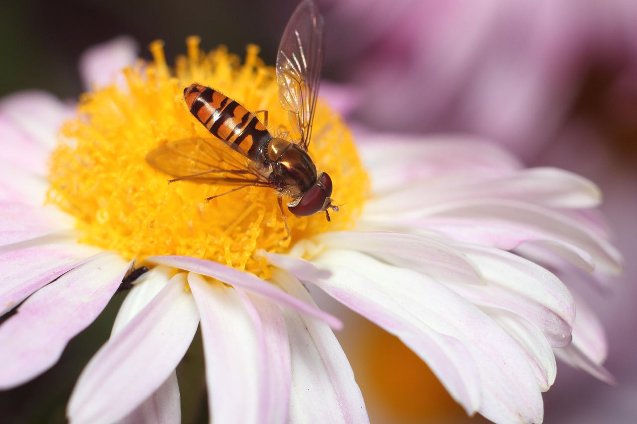 La Nature Fleur Insecte - Photo gratuite sur Pixabay - Pixabay