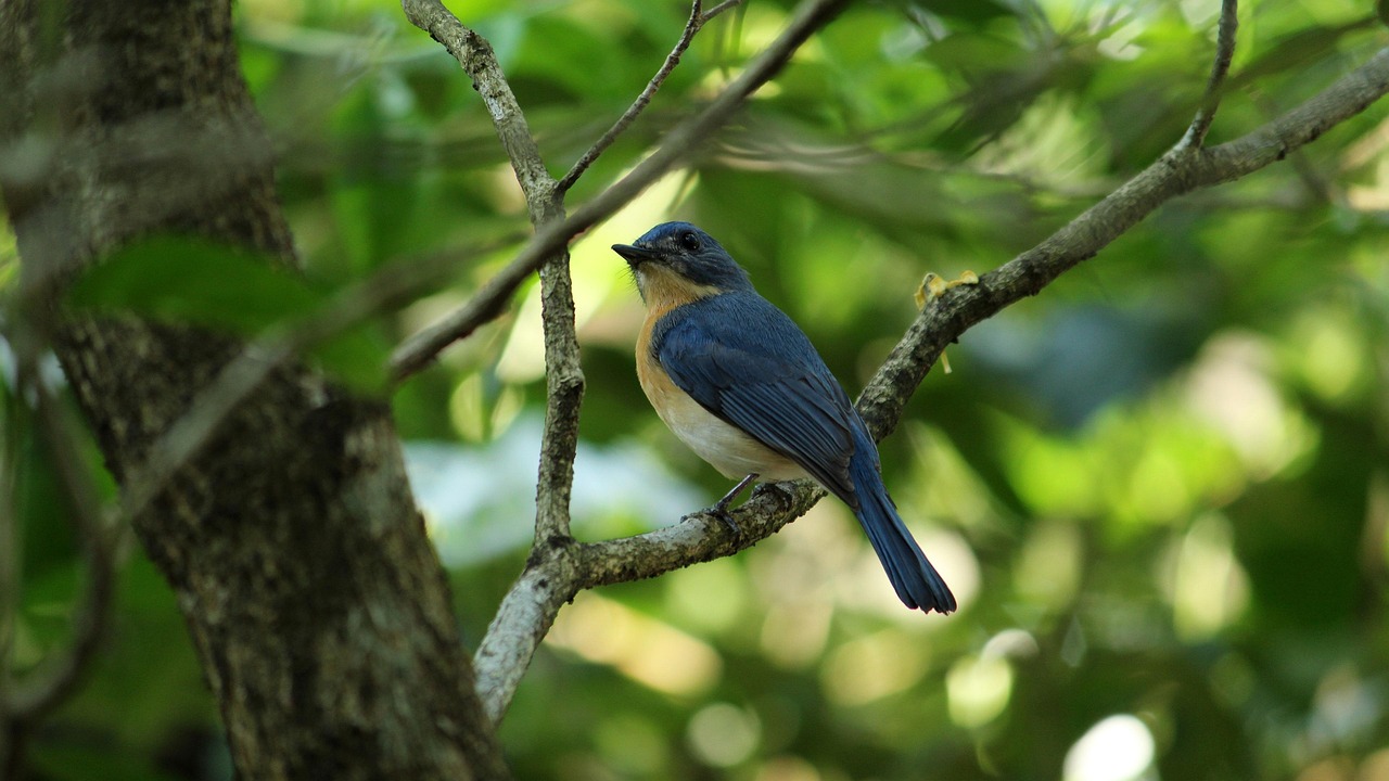 Pássaro Natureza Animais Selvagens - Foto gratuita no Pixabay - Pixabay