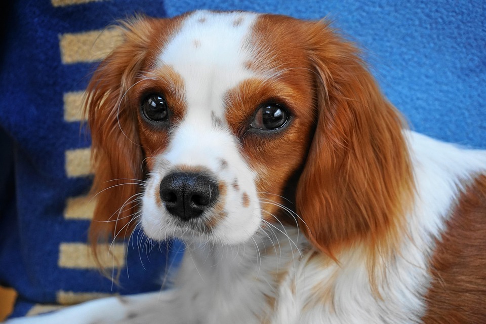 Perro Animal Domestico Mamífero - Foto gratis en Pixabay