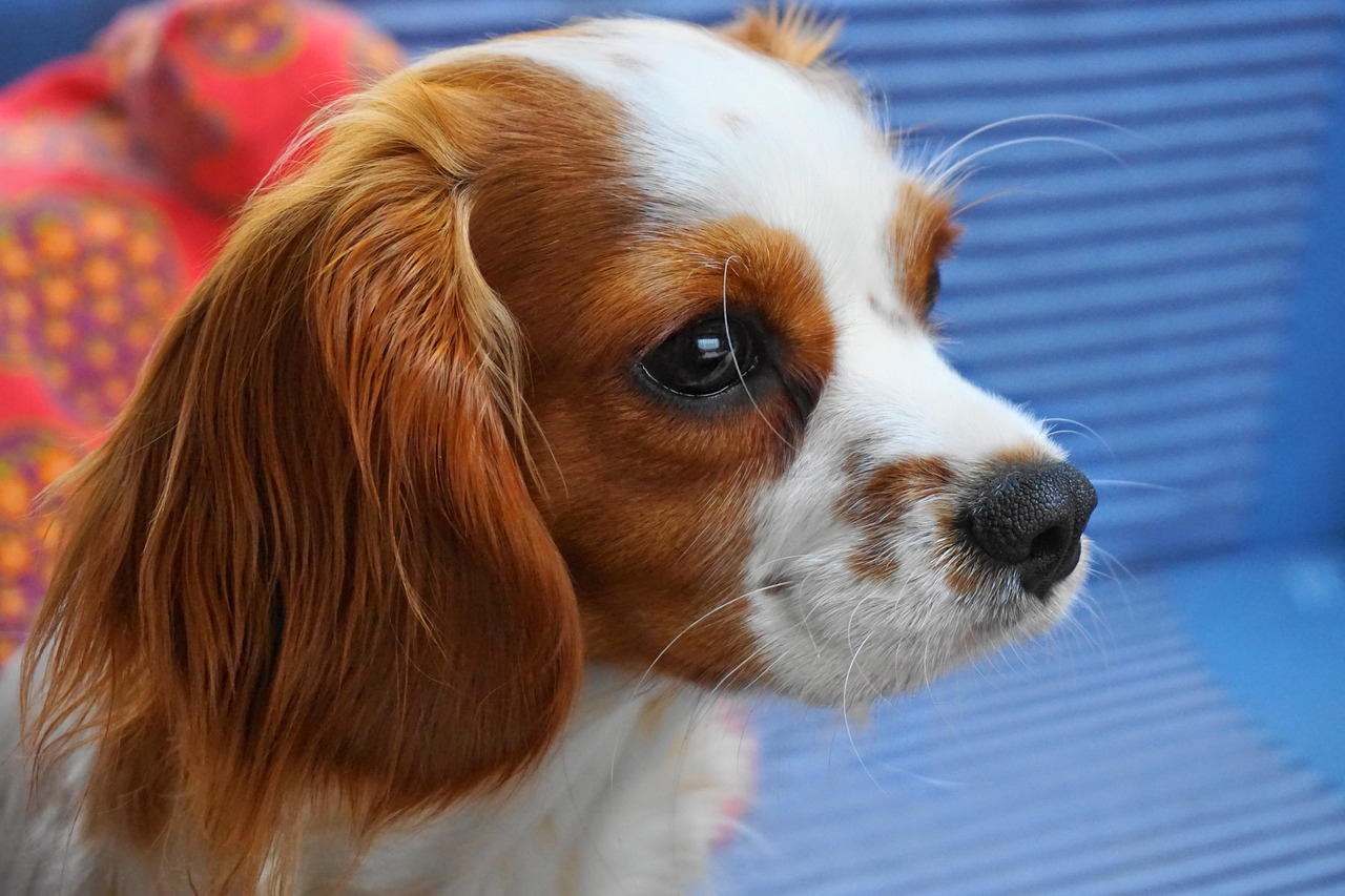 Dog Cute Animal - Free photo on Pixabay - Pixabay