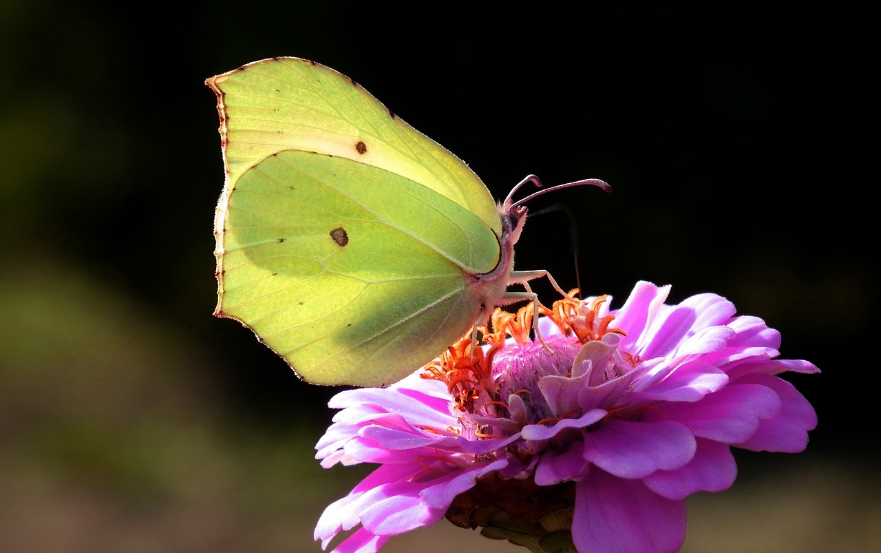 200+ Free Butterfly On Flower & Nature Images - Pixabay