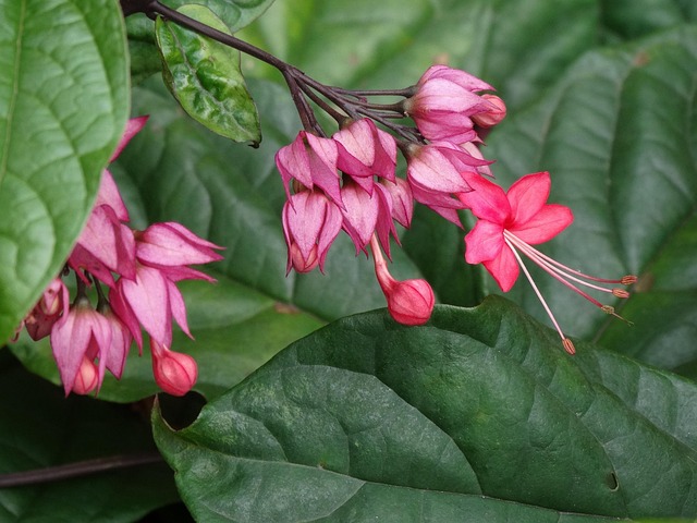 Garden Nature Plant - Free photo on Pixabay