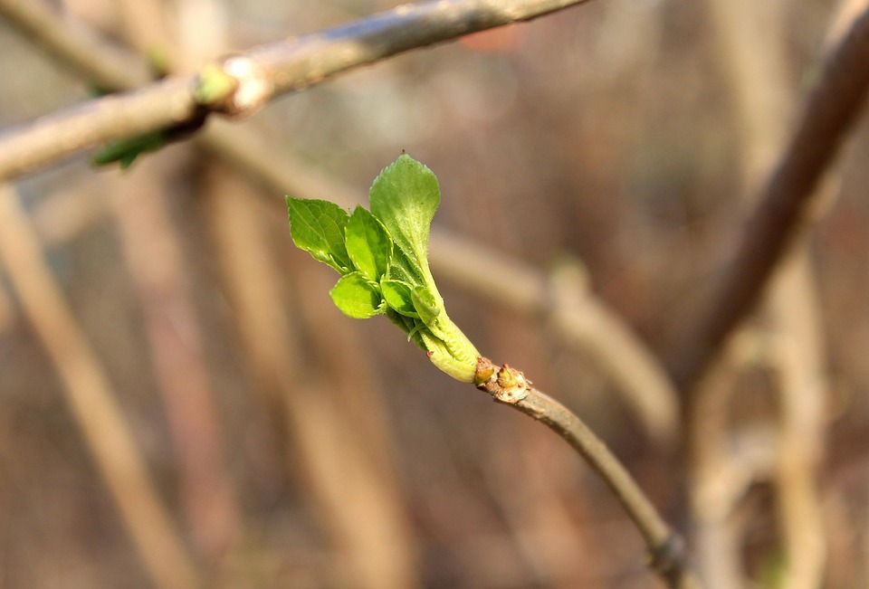 Early Spring Young Leaves Leaf - Free photo on Pixabay - Pixabay
