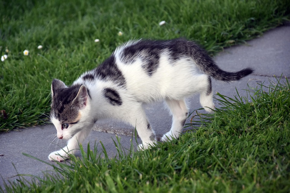 Grass Animal Cute - Free photo on Pixabay - Pixabay
