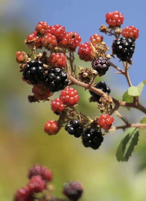 Fruta Baya Naturaleza - Foto gratis en Pixabay - Pixabay