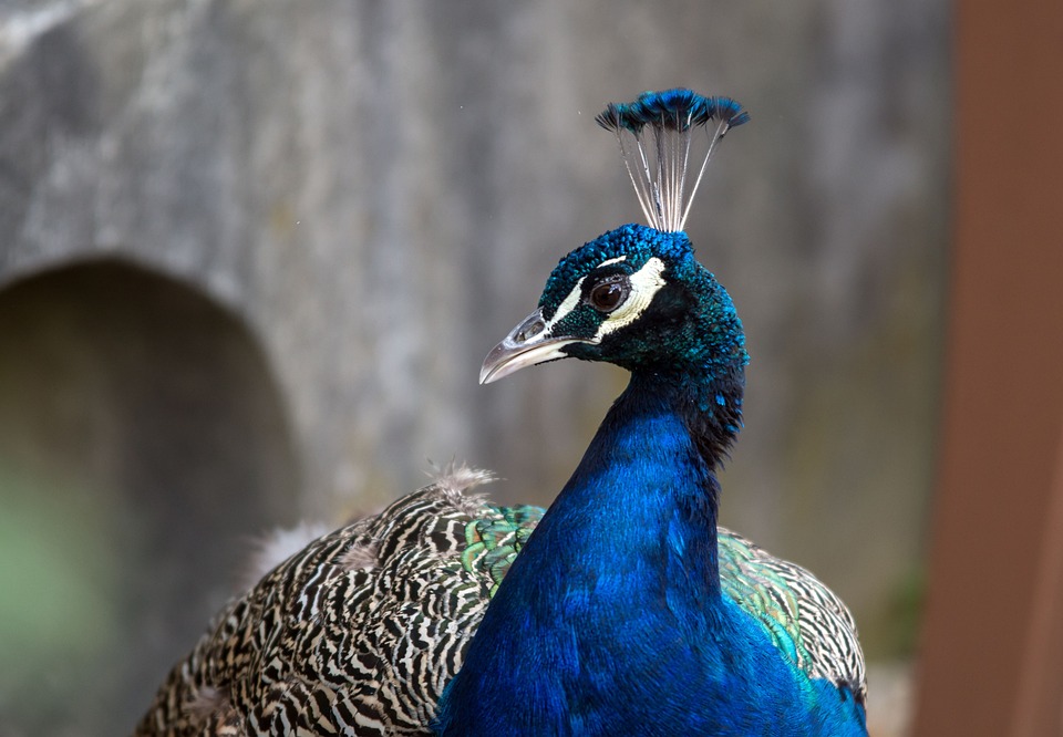 Feder Pfau Vogel - Kostenloses Foto auf Pixabay