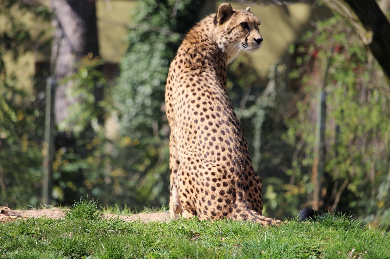 Fauna Silvestre Naturaleza - Foto gratis en Pixabay