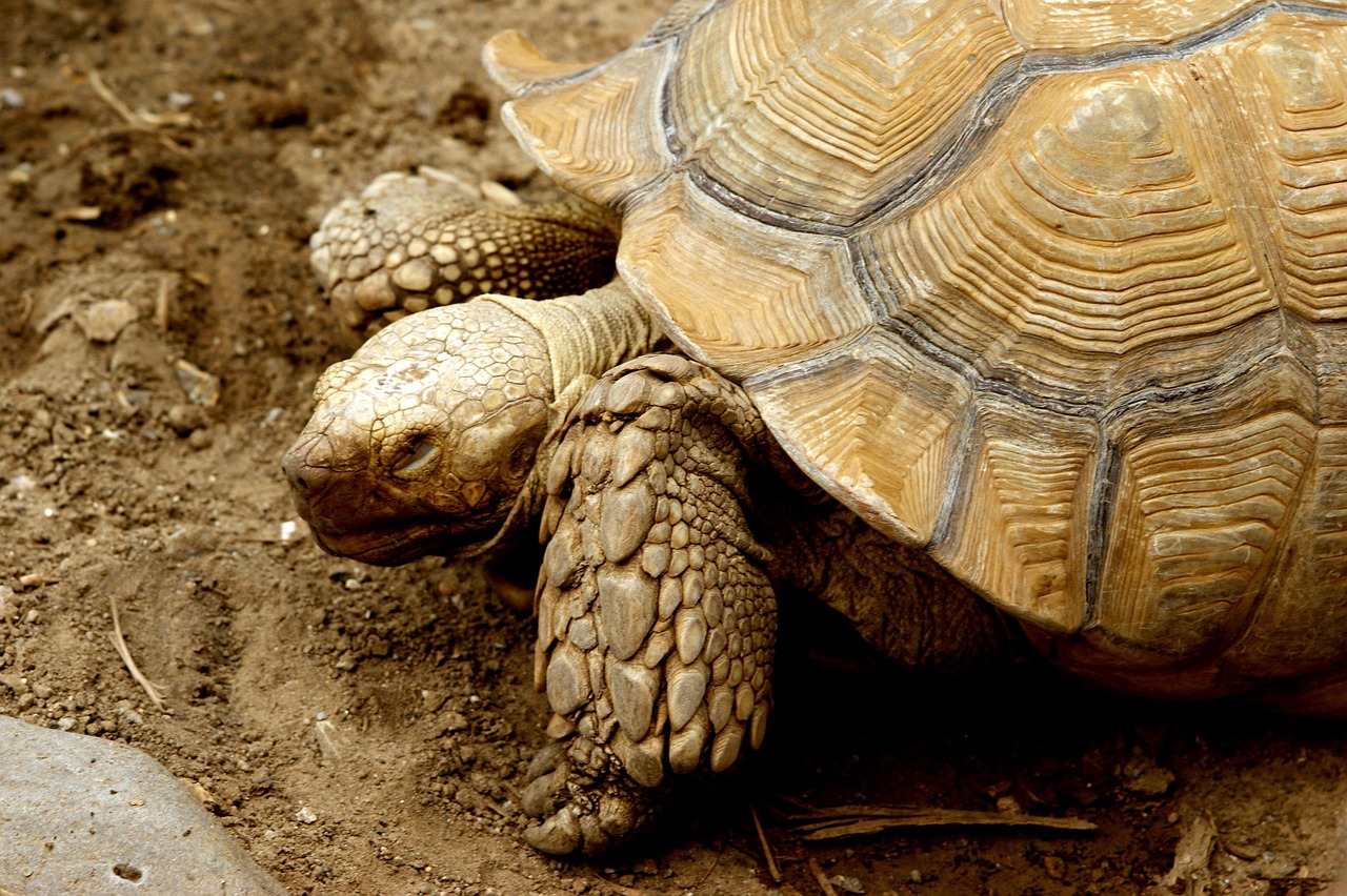 Reptiles Tortoise