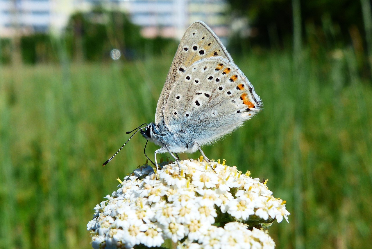 200+ Free Butterfly On A Flower & Nature Photos - Pixabay