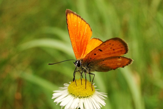 Nature Insecte Les Papillons - Photo gratuite sur Pixabay - Pixabay