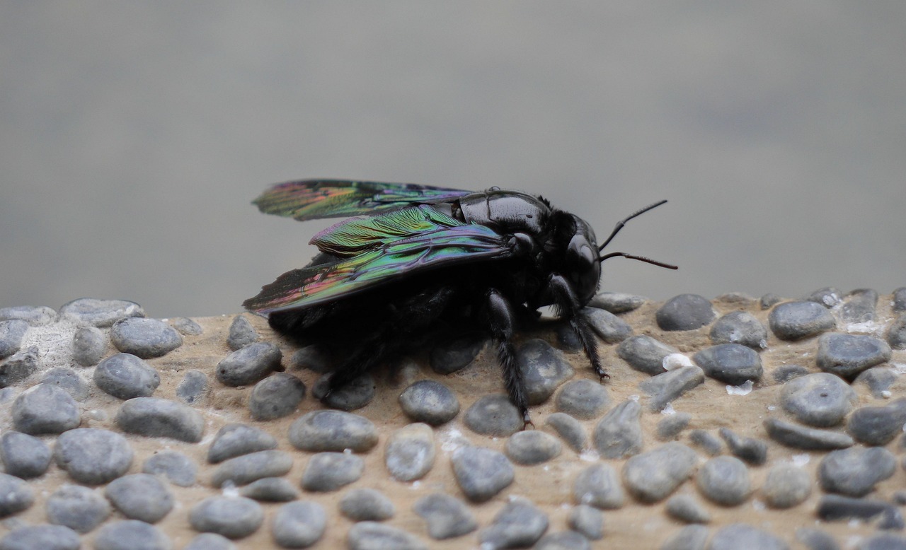 Nature Animal Insecte - Photo gratuite sur Pixabay - Pixabay