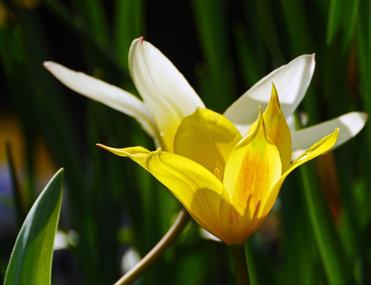 Tulipanes Flores Amarillo - Foto gratis en Pixabay - Pixabay