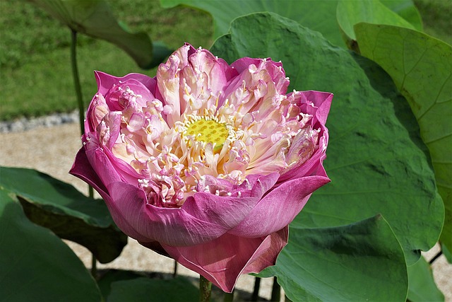 Lotus Flower Blossom Bloom - Free photo on Pixabay - Pixabay