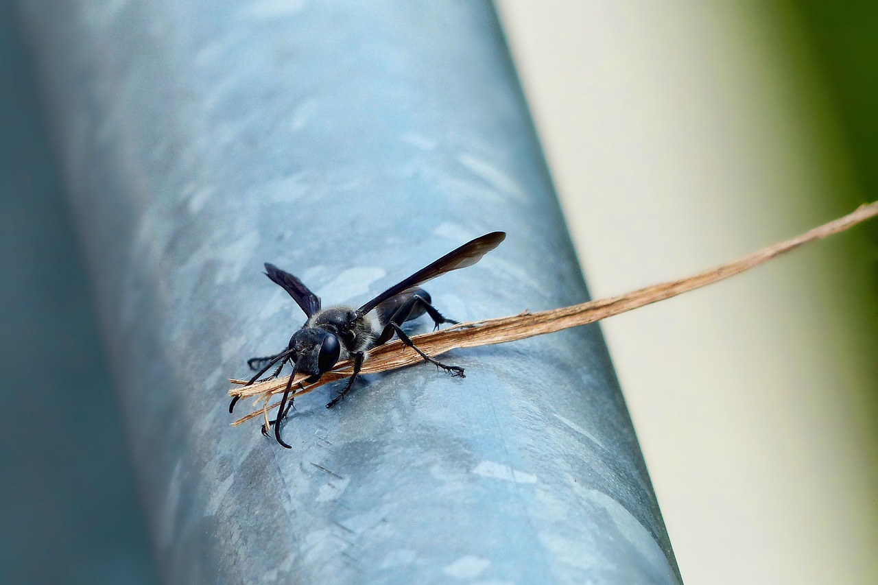 Insecto Naturaleza Avispa - Foto gratis en Pixabay - Pixabay