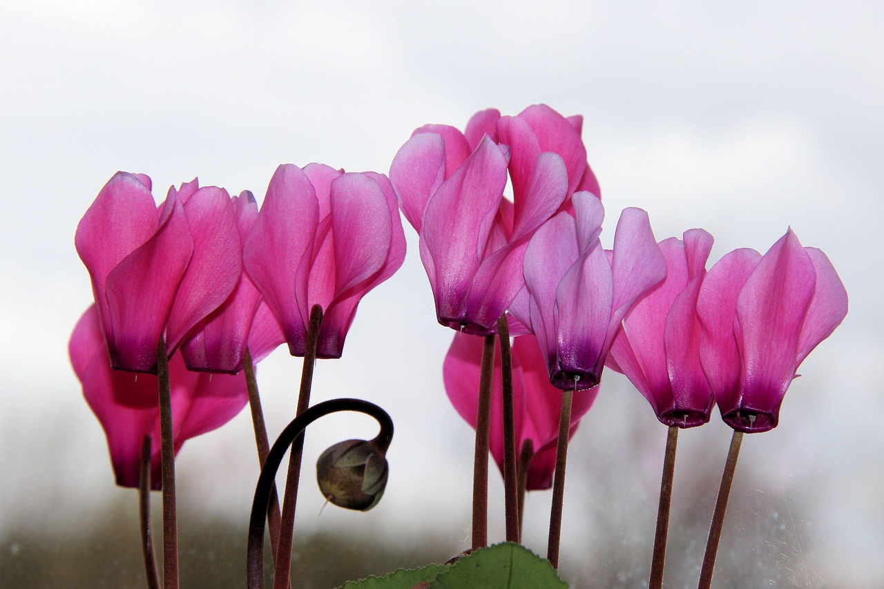 200+ Free Cyclamen & Nature Photos - Pixabay