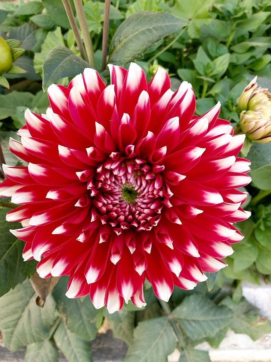 Flower Flora Nature - Free photo on Pixabay - Pixabay