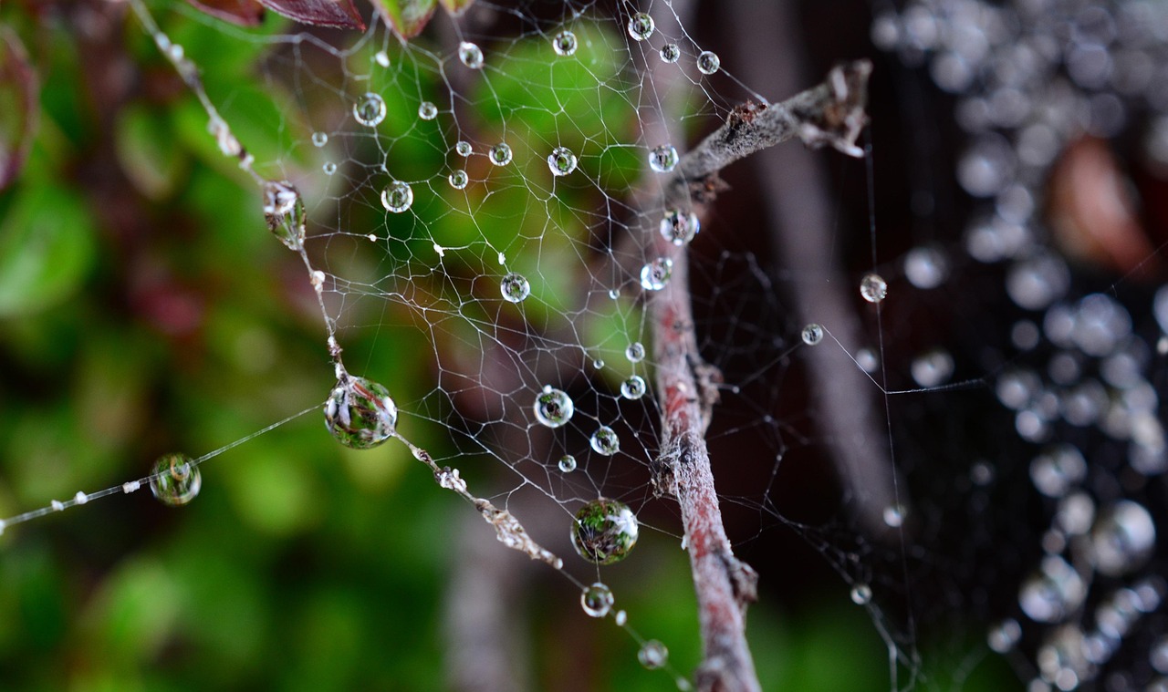 Orvalho Aranha Natureza Teia De - Foto gratuita no Pixabay - Pixabay