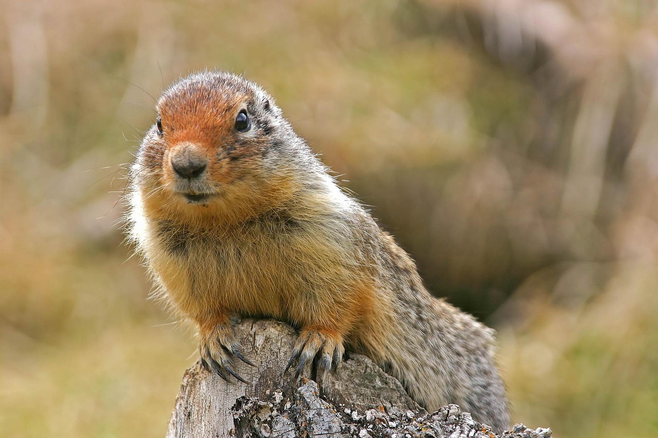 La Nature Faune Mammifère - Photo gratuite sur Pixabay - Pixabay