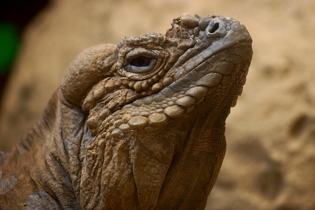 Reptil Fauna Silvestre Naturaleza - Foto gratis en Pixabay - Pixabay