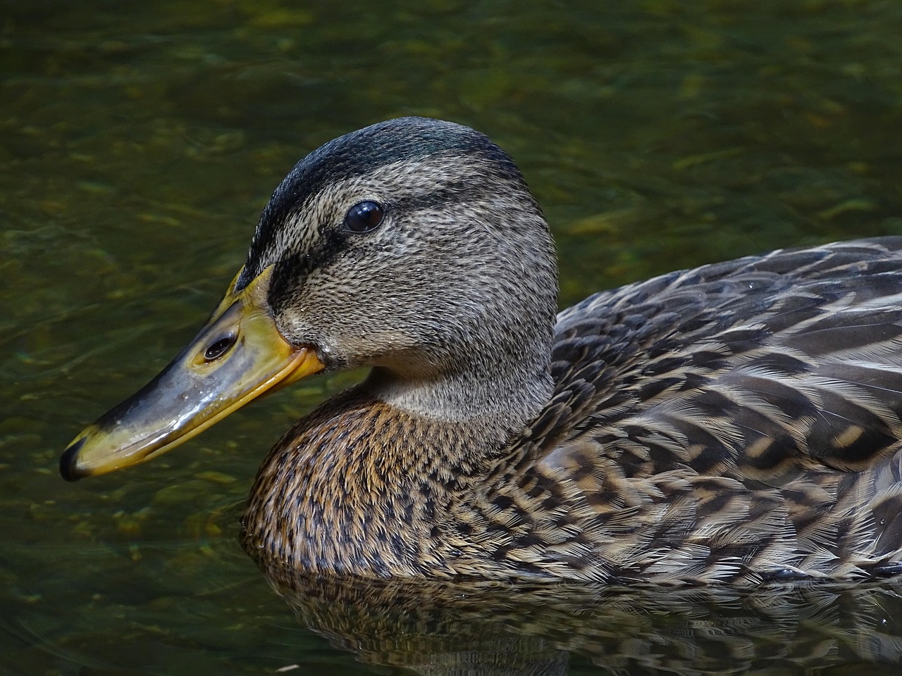 Pato Agua Ave Acuática - Foto gratis en Pixabay - Pixabay