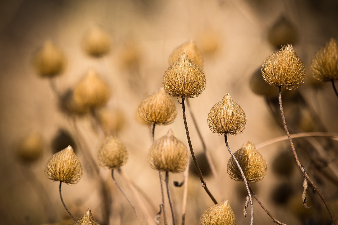 La Nature Fleur D'Herbe Gazon Un - Photo gratuite sur Pixabay - Pixabay