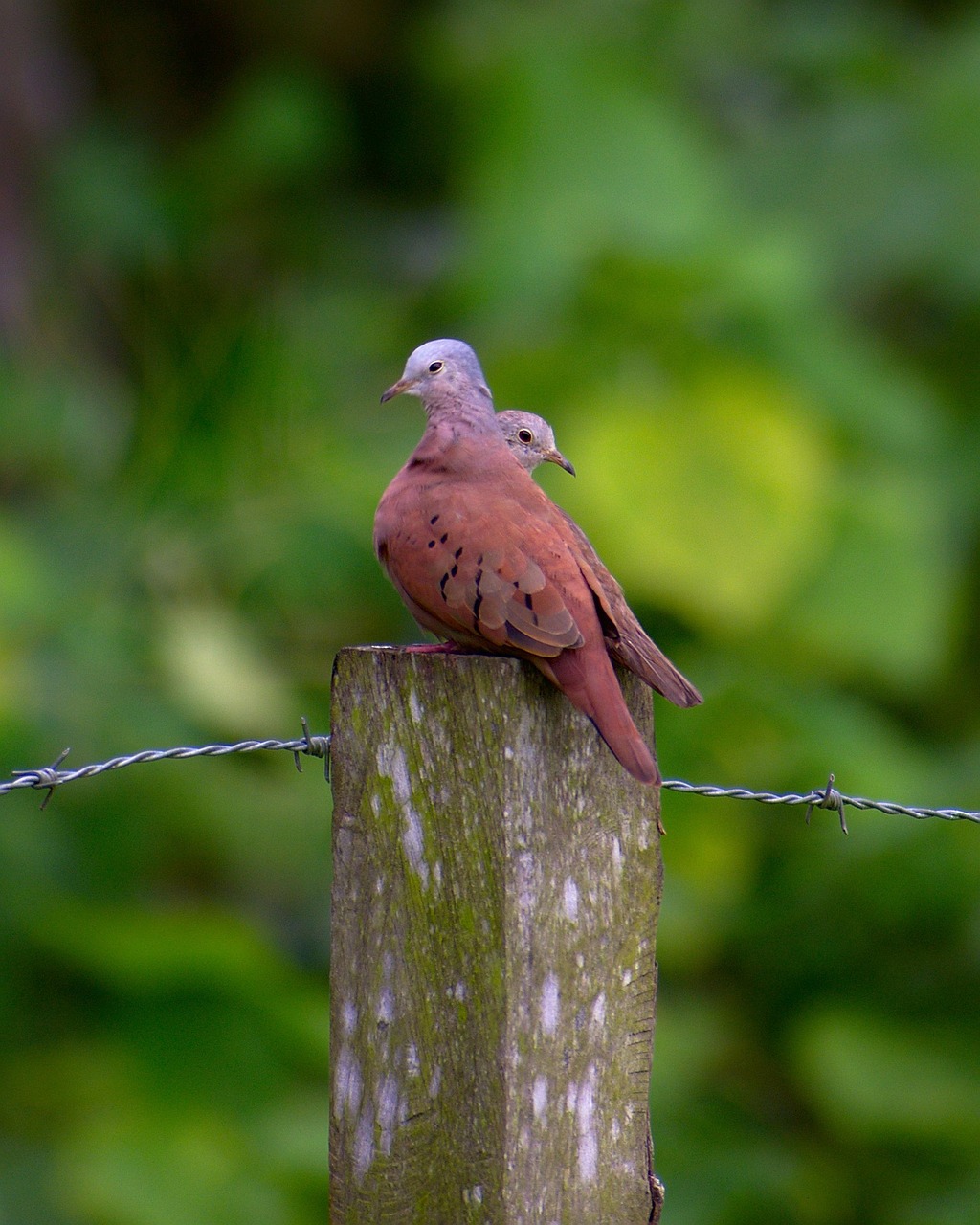 Birds Nature Wildlife - Free photo on Pixabay - Pixabay