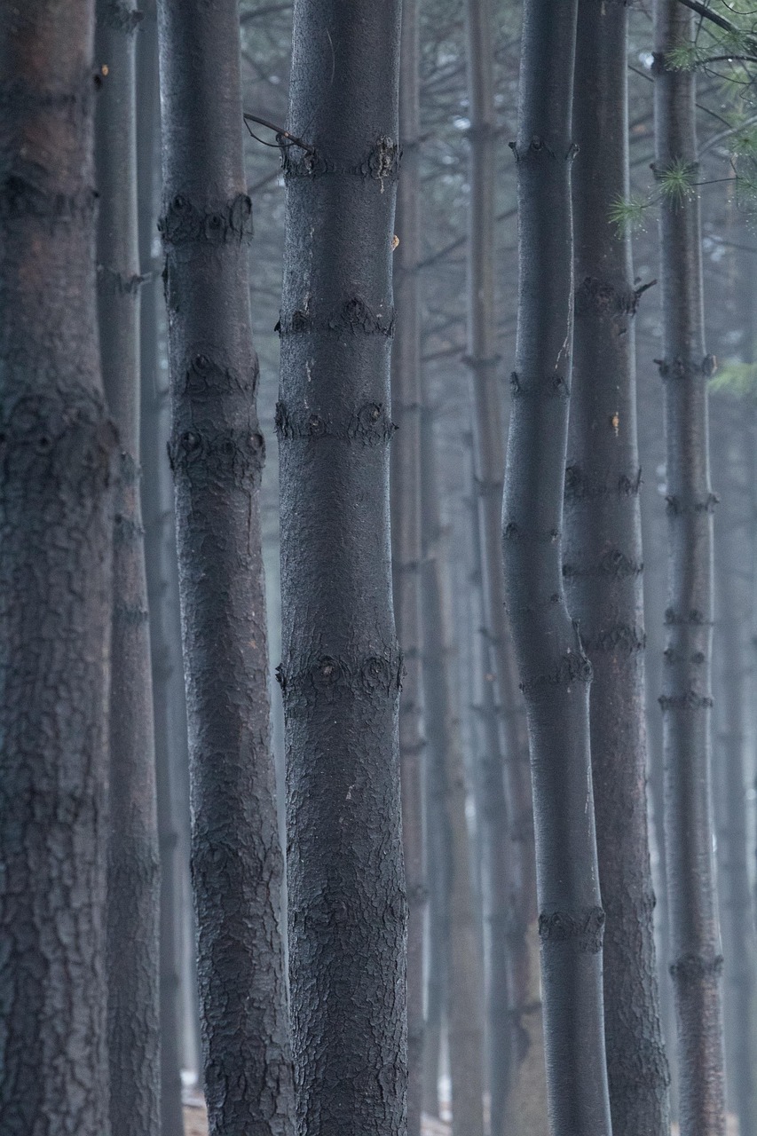 Baum Park Wald - Kostenloses Foto auf Pixabay - Pixabay