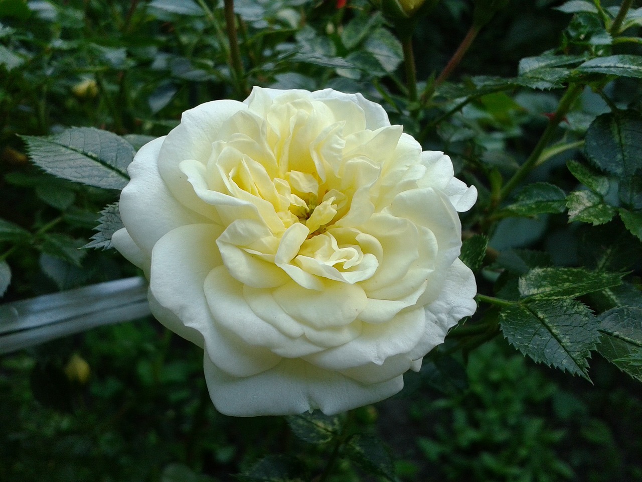Rose Blanco Flor - Foto gratis en Pixabay - Pixabay