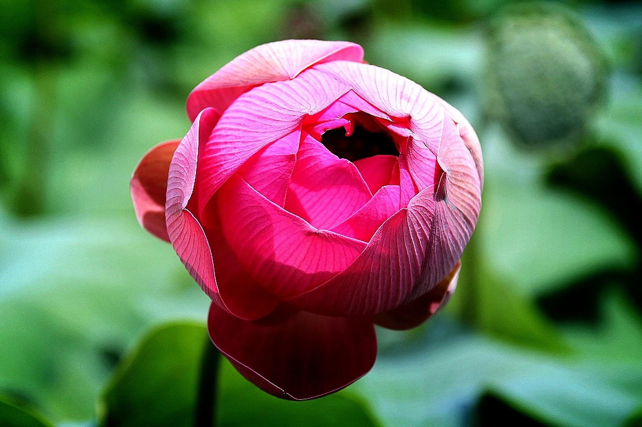 Bunga Tahunan Alam Merah - Foto gratis di Pixabay - Pixabay