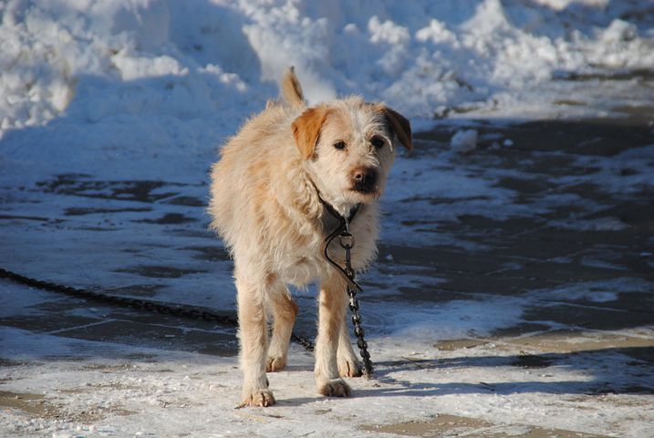 70+ kostenlose Mutter Und Hund und Mutter-Bilder - Pixabay