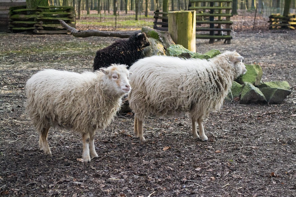 Cultiver Le Mouton Agriculture - Photo gratuite sur Pixabay - Pixabay