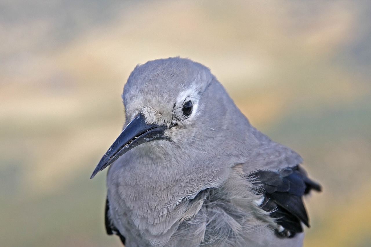 Oiseau Faune La Nature - Photo gratuite sur Pixabay - Pixabay