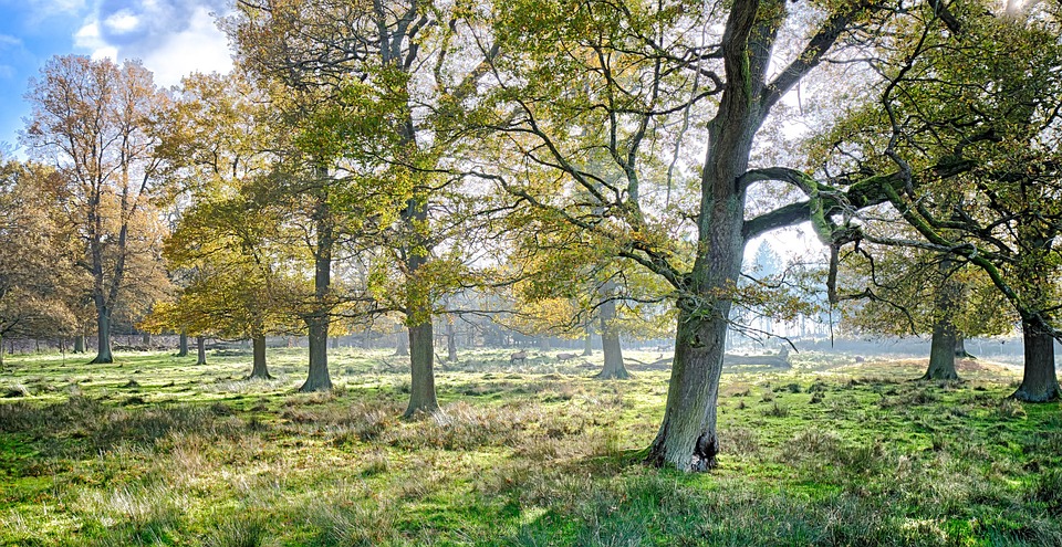 Árbol Naturaleza Paisaje - Foto gratis en Pixabay - Pixabay