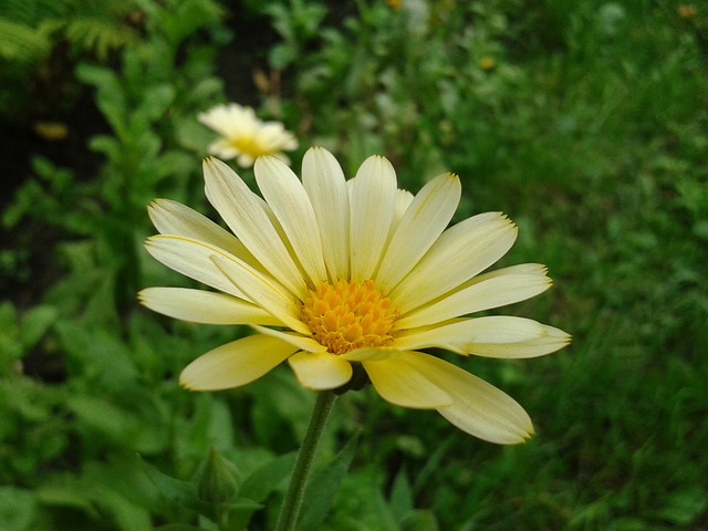 Taman Daisy Bunga Kesepian - Foto gratis di Pixabay - Pixabay
