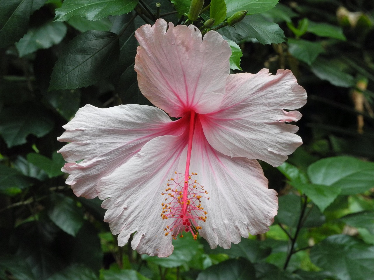 Natureza Plantar Flor - Foto gratuita no Pixabay - Pixabay