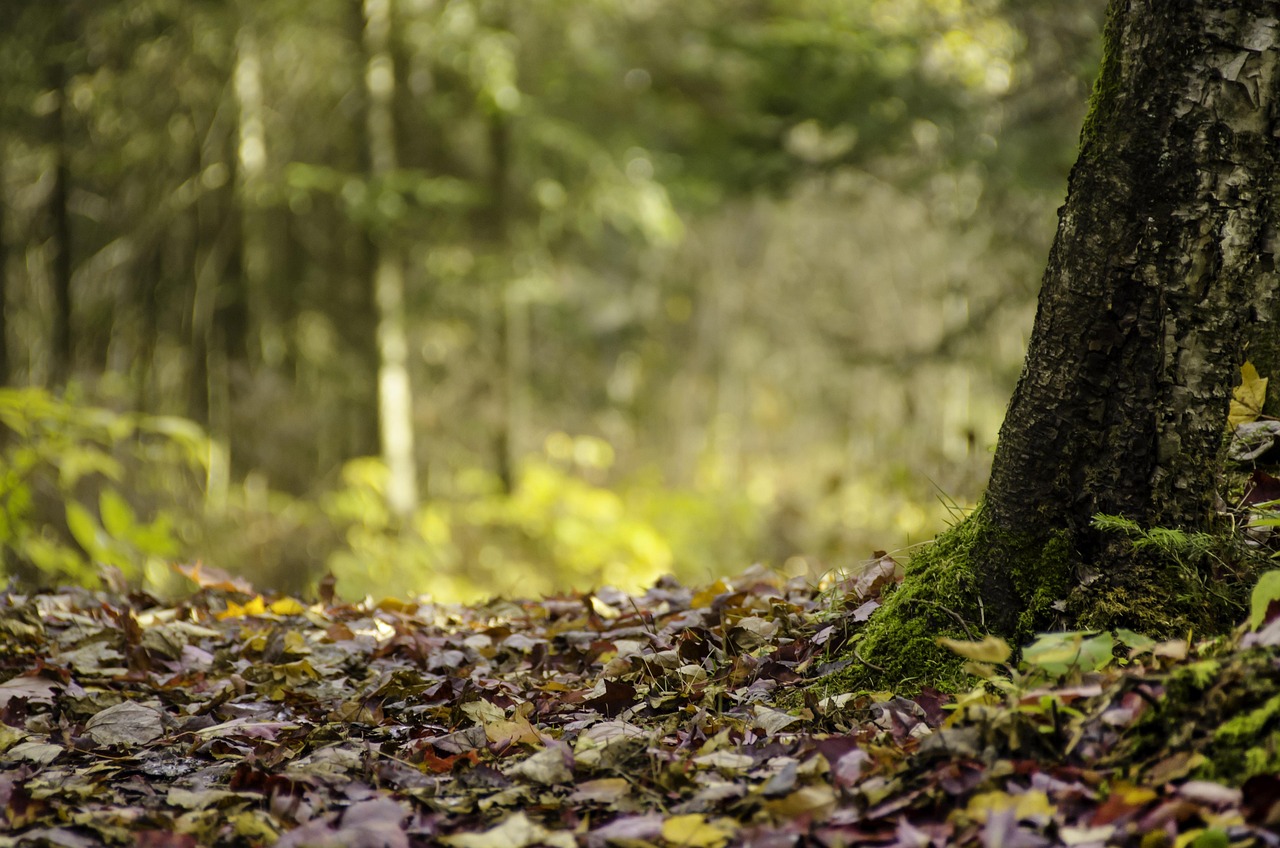 Plus de 100 000 images de Foret et de Nature - Pixabay