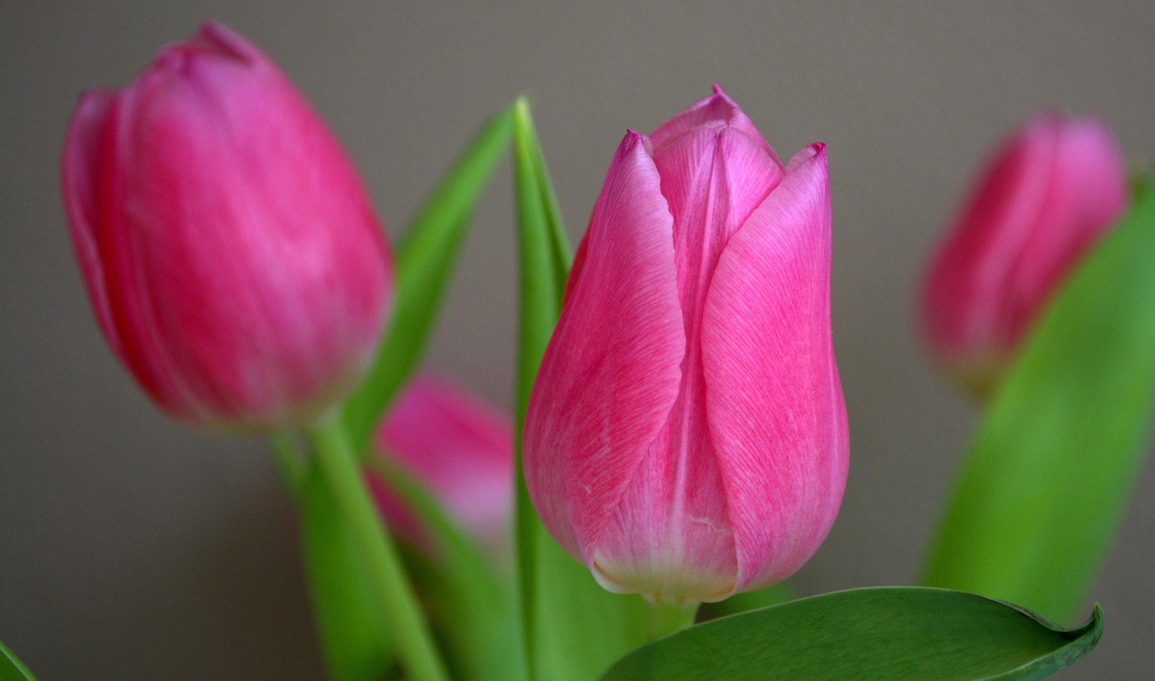 Tulipán Rosado Flor - Foto gratis en Pixabay - Pixabay