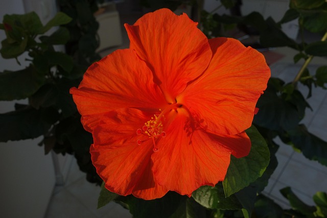 Fiore Giardino Pianta - Foto gratis su Pixabay