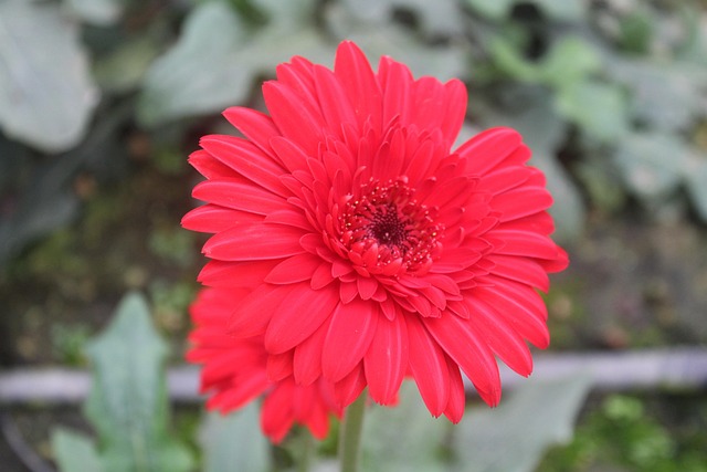 Flower Nature Flora - Free photo on Pixabay