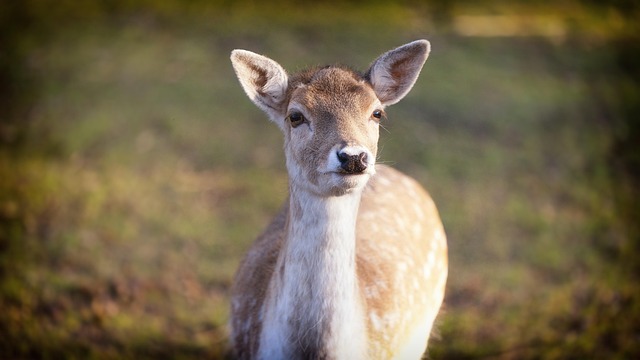 Cervo Animais Selvagens Natureza - Foto gratuita no Pixabay - Pixabay