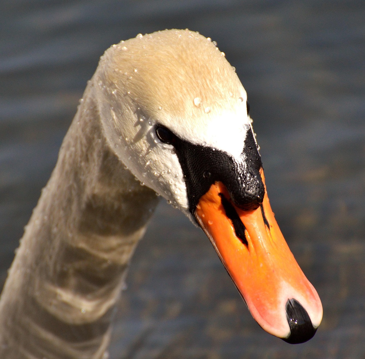 10,000+ Free Swan & Nature Images - Pixabay